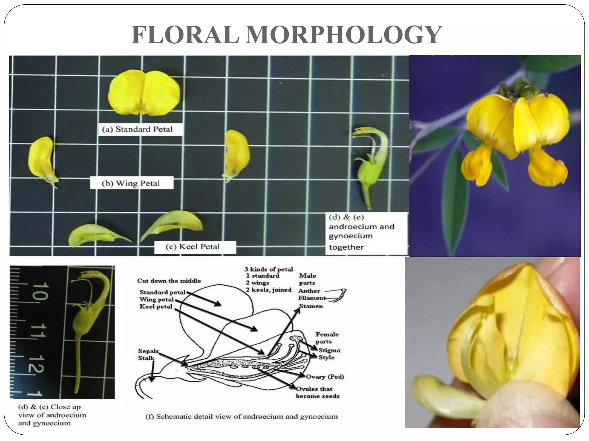 Emasculation and pollination in redgram | PPTX