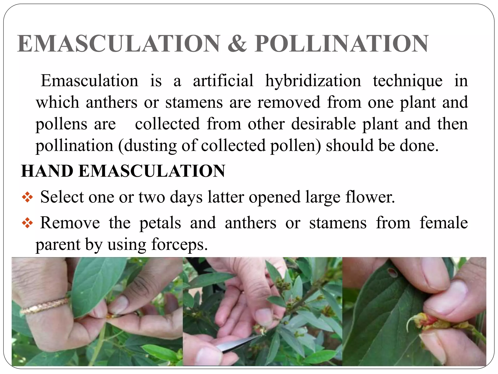 Emasculation and pollination in redgram | PPTX