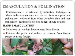 Emasculation and pollination in redgram | PPTX