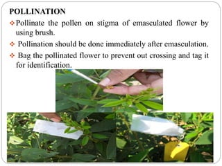 Emasculation and pollination in redgram | PPTX