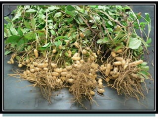 Emasculation and pollination techniques in oilseed fibres and plantation crops | PDF