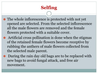 Emasculation and pollination techniques in oilseed fibres and ...