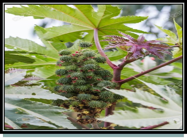 Emasculation and pollination techniques in oilseed fibres and ...