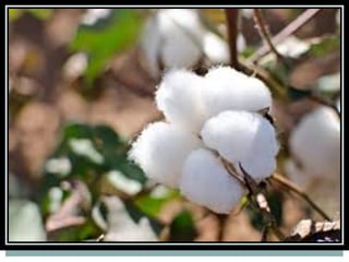 Emasculation and pollination techniques in oilseed fibres and plantation crops | PDF