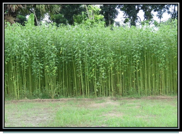 Emasculation and pollination techniques in oilseed fibres and plantation crops | PDF