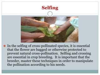 Emasculation and pollination techniques in oilseed fibres and plantation crops | PDF