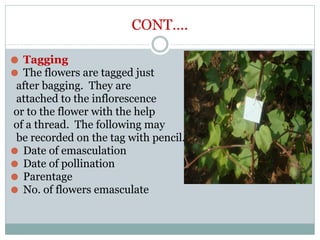 Emasculation and pollination techniques in oilseed fibres and ...