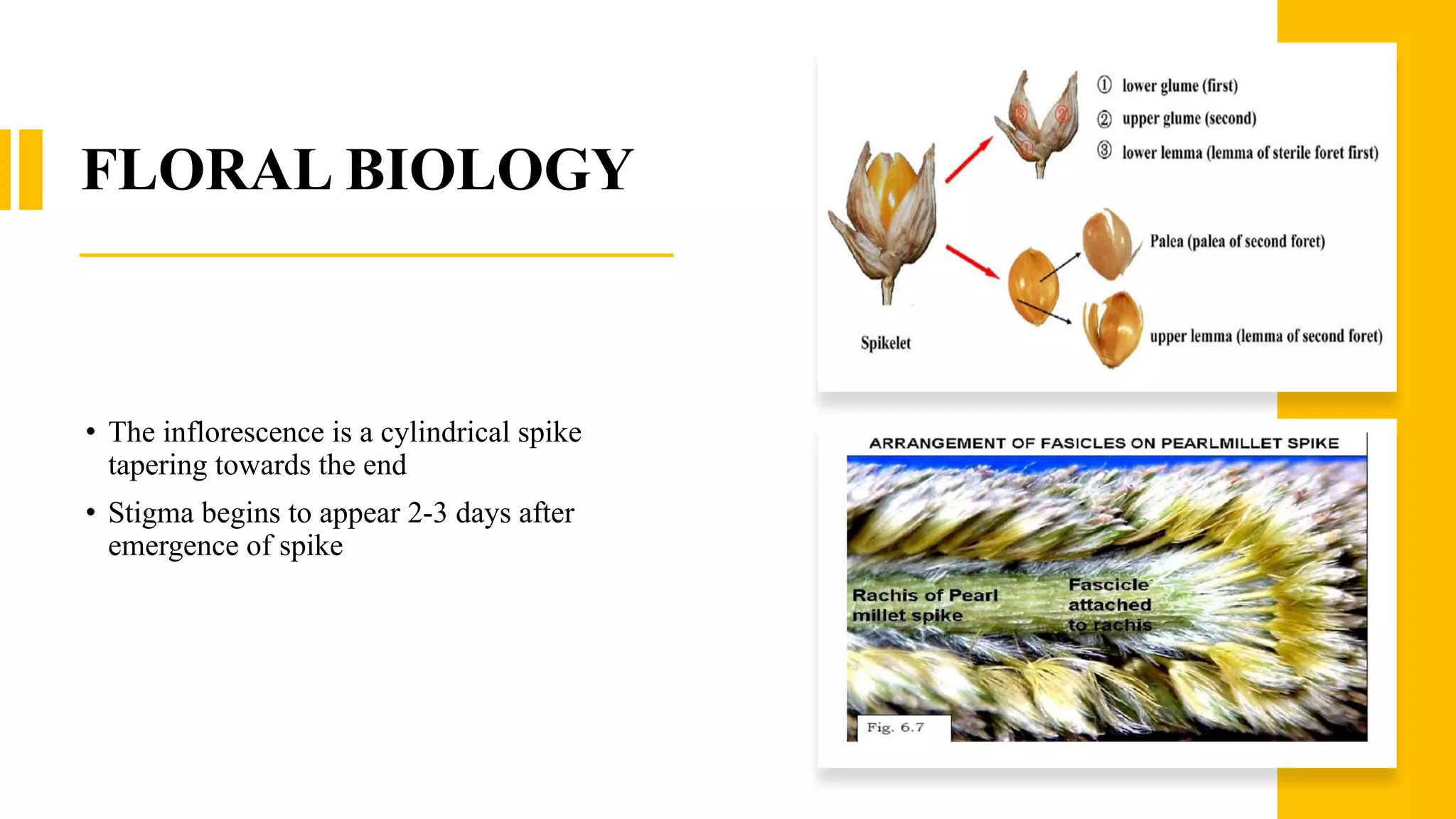 Emasculation and pollination techniques in pearl millet.pdf