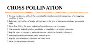 Emasculation and pollination techniques in pearl millet.pdf