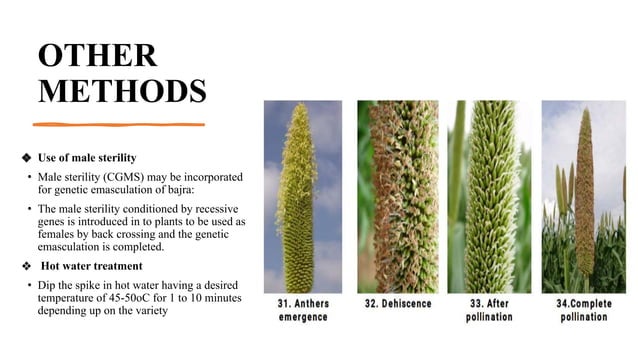 Emasculation and pollination techniques in pearl millet.pdf