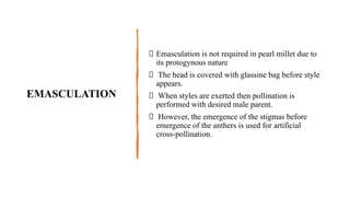 Emasculation and pollination techniques in pearl millet.pdf