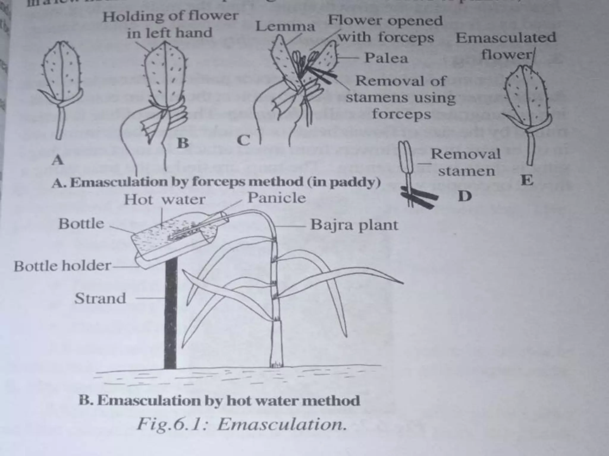 Emasculation ,bagging and crossing | PPTX