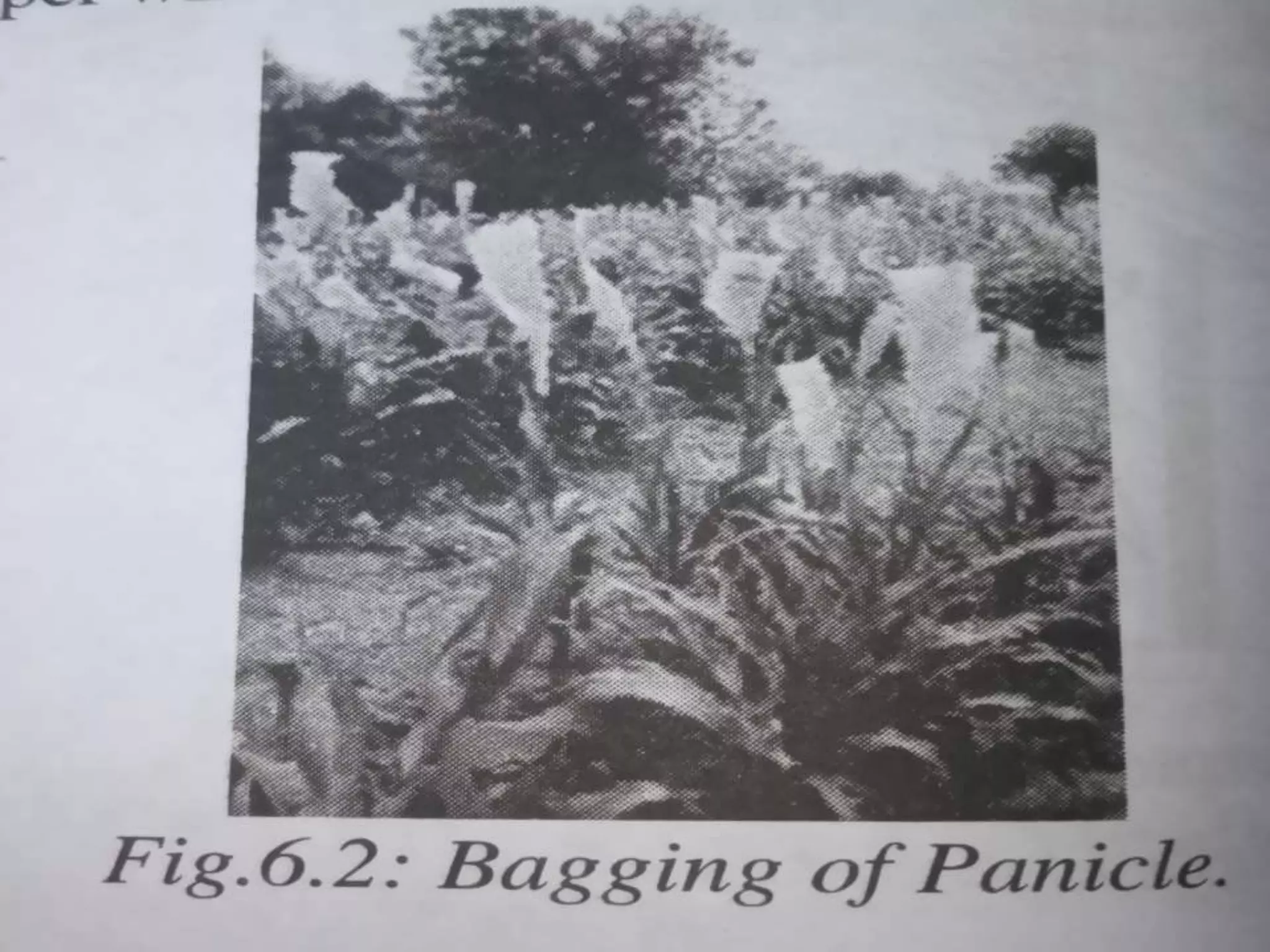 Emasculation ,bagging and crossing | PPTX