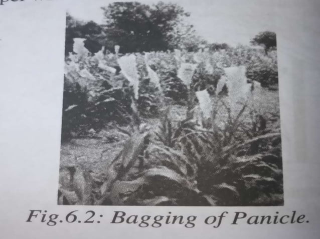 Emasculation ,bagging and crossing | PPTX | Flower Shopping | Shopping