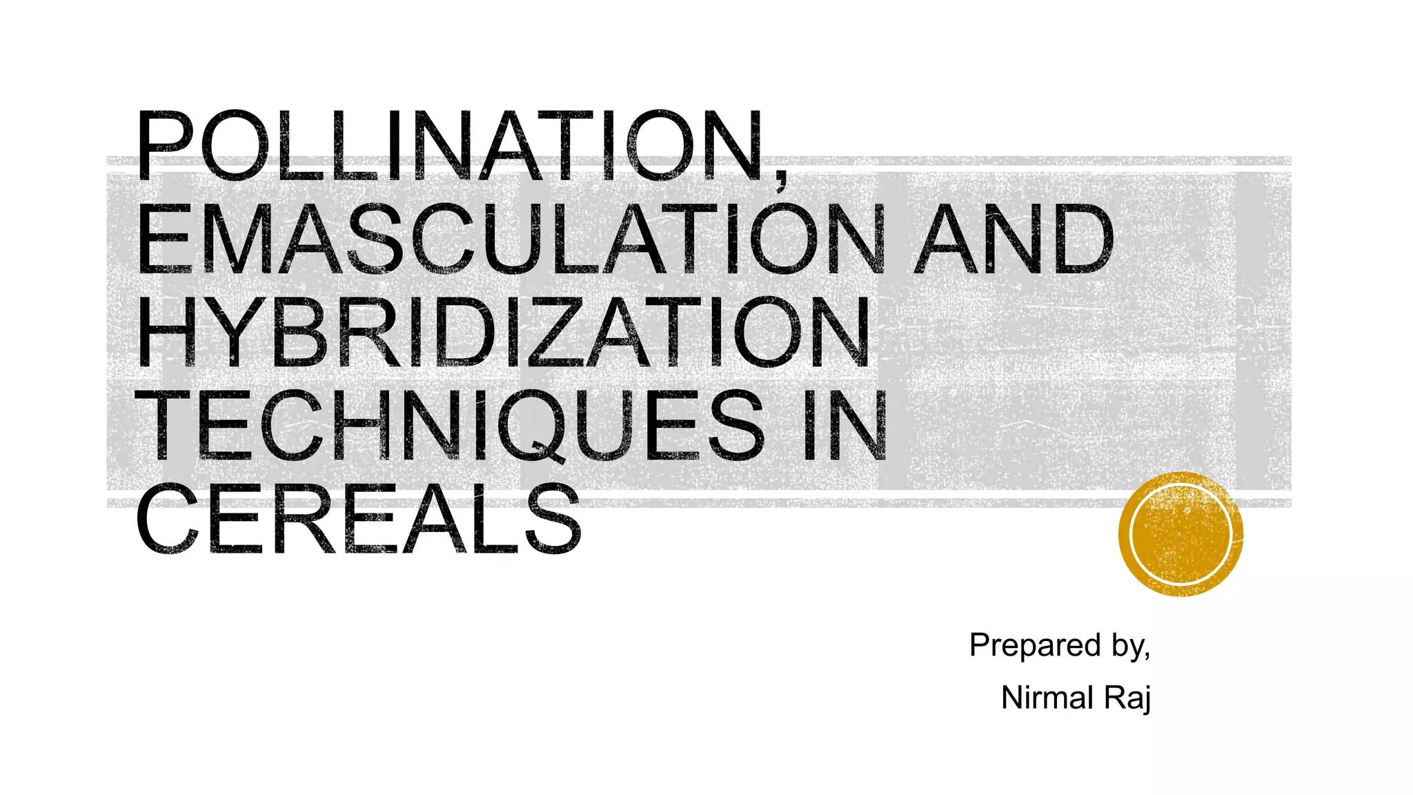 Emasculation, crossing techniques in cereals (Rice, Wheat, Maize) | PPTX