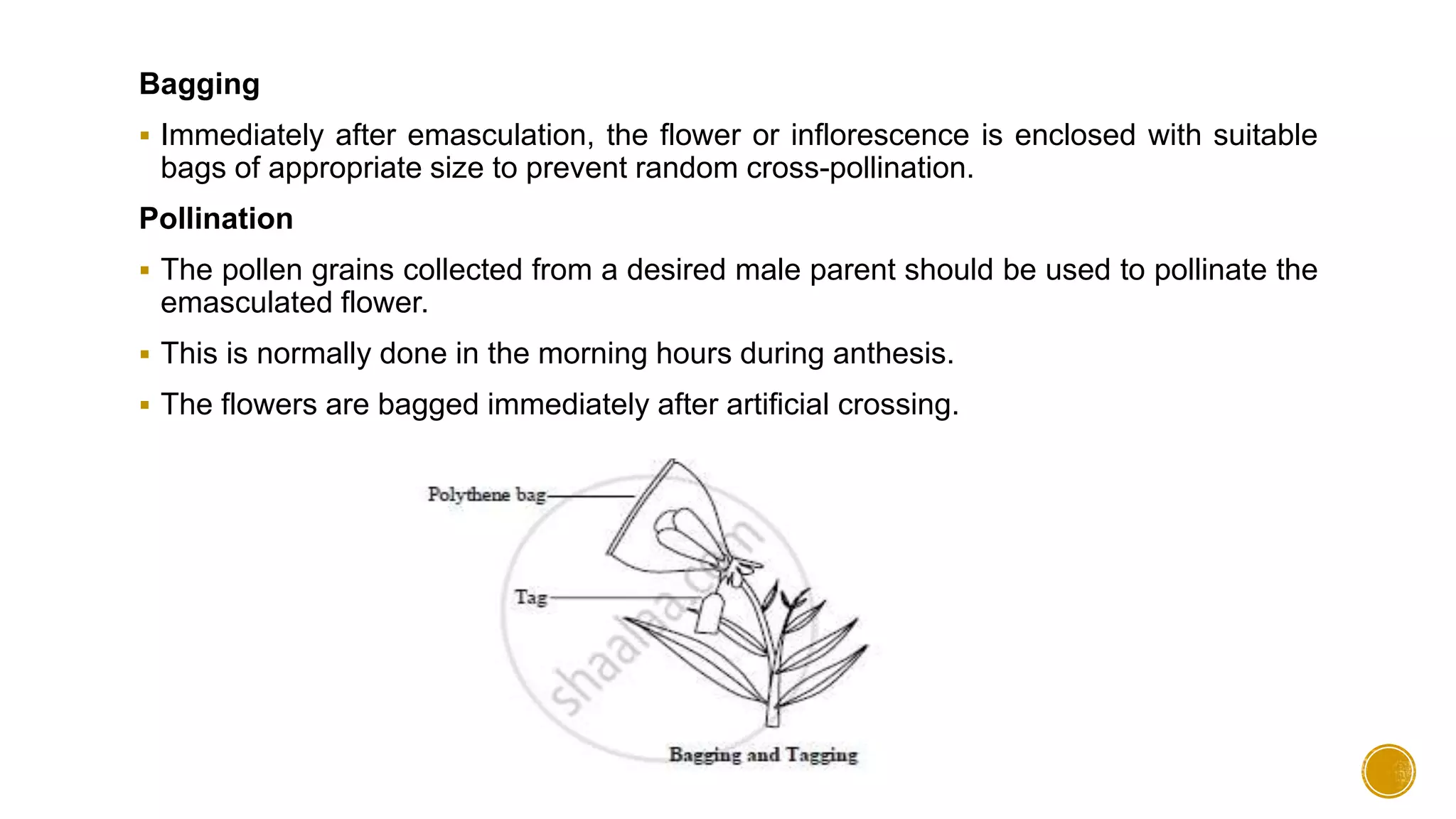 Emasculation, crossing techniques in cereals (Rice, Wheat, Maize) | PPTX