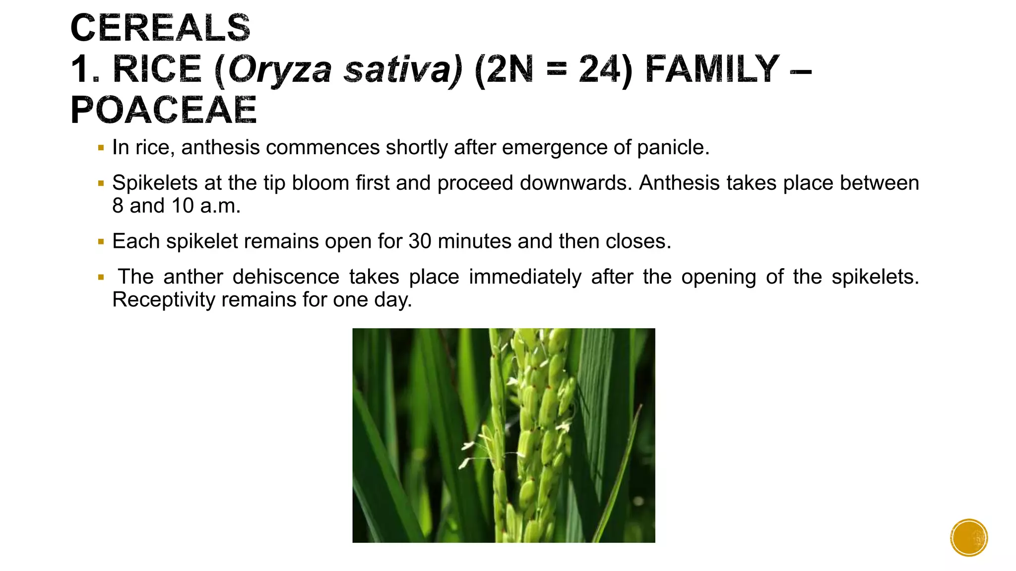 Emasculation, crossing techniques in cereals (Rice, Wheat, Maize) | PPTX