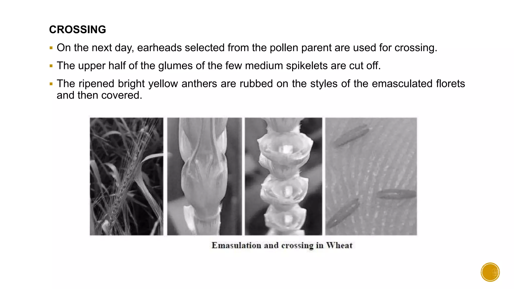 Emasculation, crossing techniques in cereals (Rice, Wheat, Maize) | PPTX