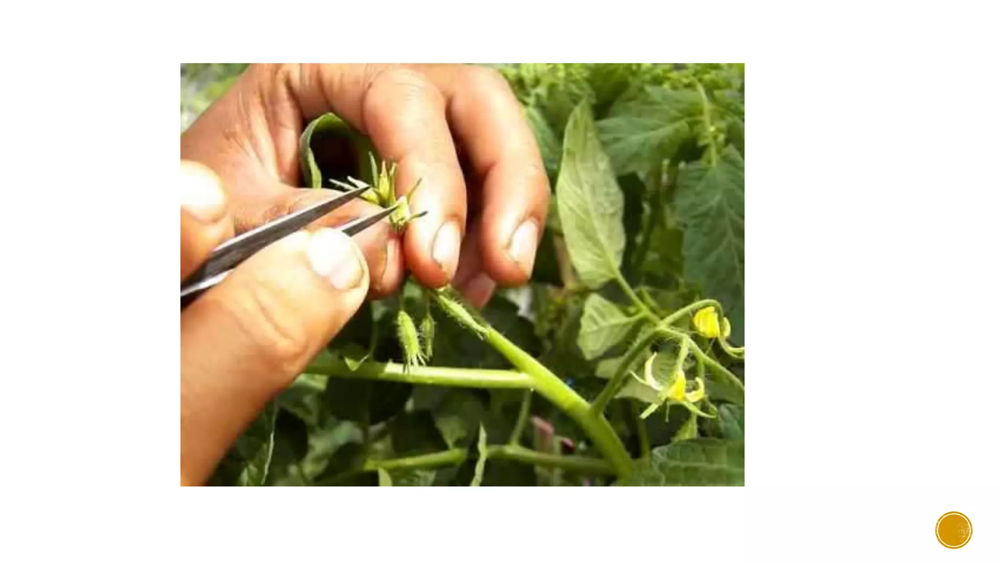 Emasculation, crossing techniques in cereals (Rice, Wheat, Maize) | PPTX