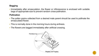 Emasculation, crossing techniques in cereals (Rice, Wheat, Maize) | PPTX