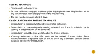 Emasculation, crossing techniques in cereals (Rice, Wheat, Maize) | PPTX