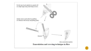 Emasculation, crossing techniques in cereals (Rice, Wheat, Maize) | PPTX