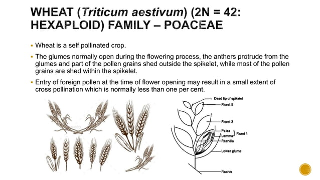 Emasculation, crossing techniques in cereals (Rice, Wheat, Maize) | PPTX