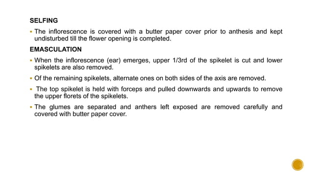 Emasculation, crossing techniques in cereals (Rice, Wheat, Maize) | PPTX