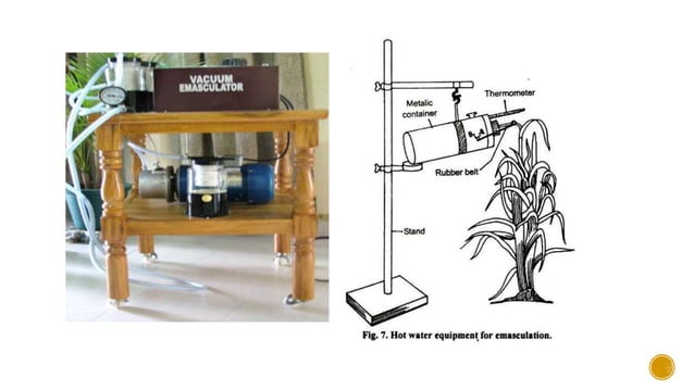 Emasculation, crossing techniques in cereals (Rice, Wheat, Maize) | PPTX