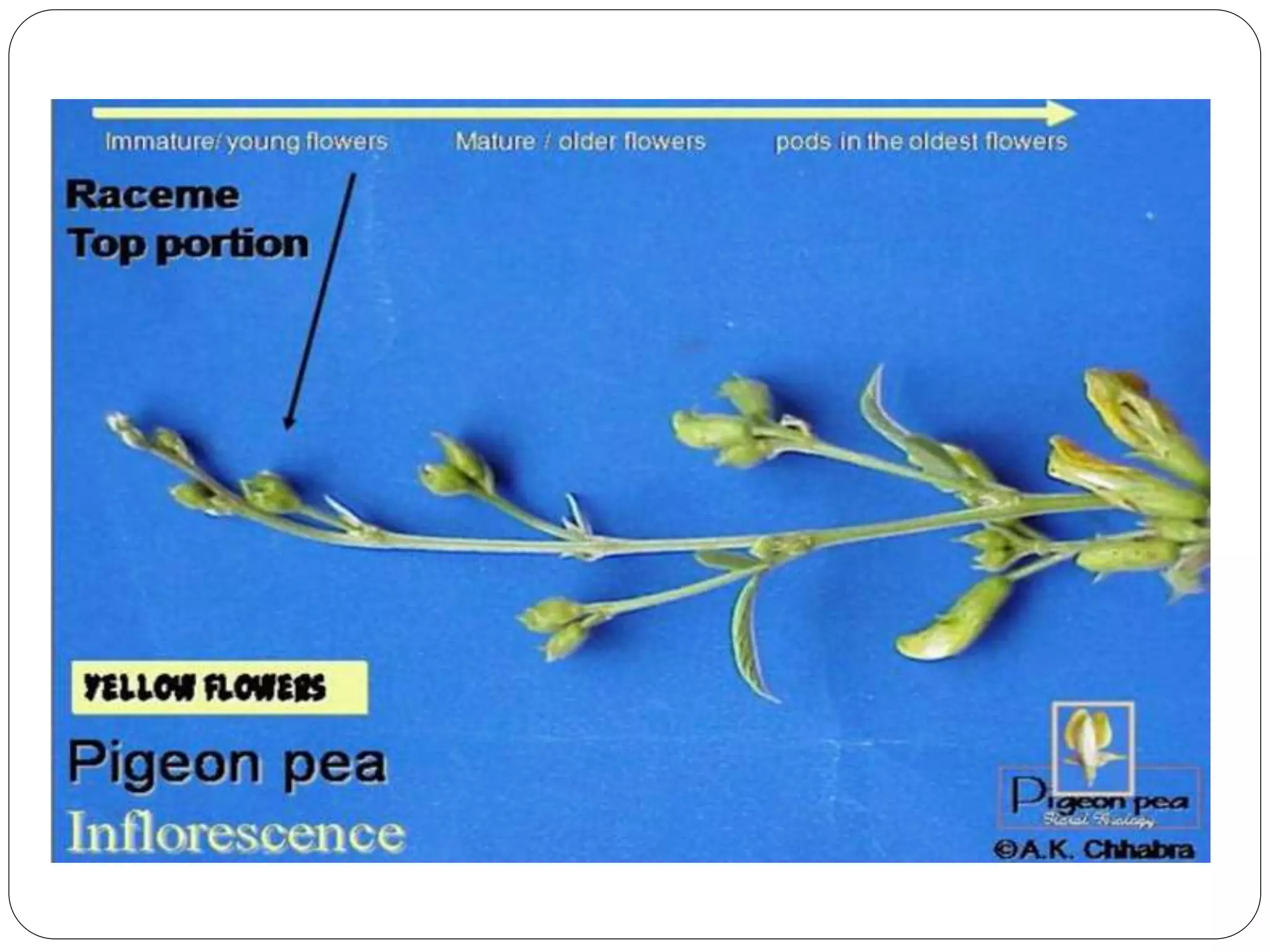 Emasculation in red gram | PPTX