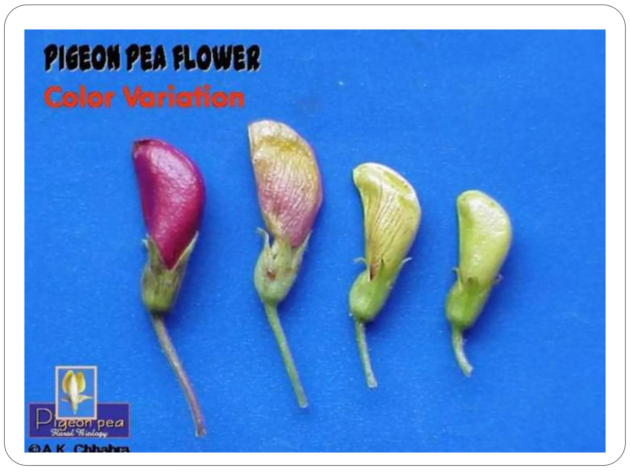 Emasculation in red gram | PPTX