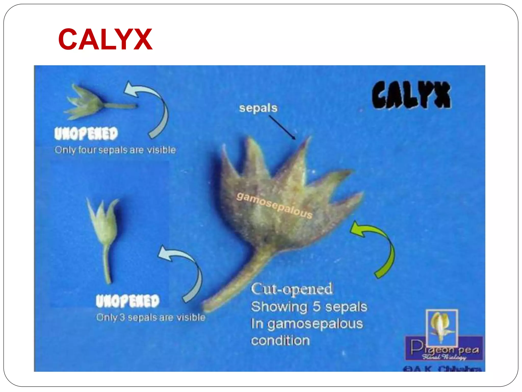 Emasculation in red gram | PPTX