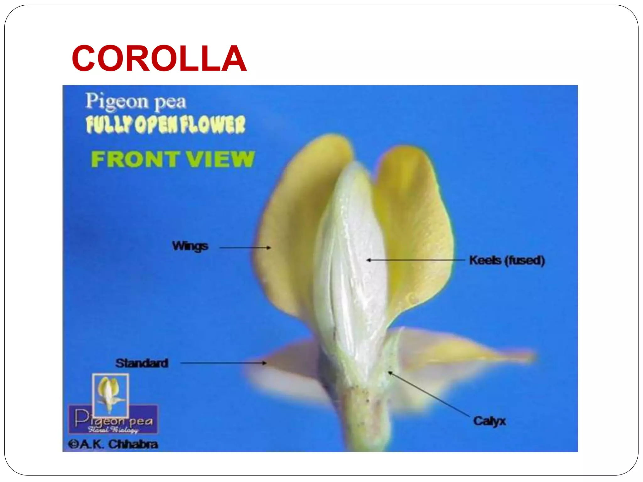 Emasculation in red gram | PPTX