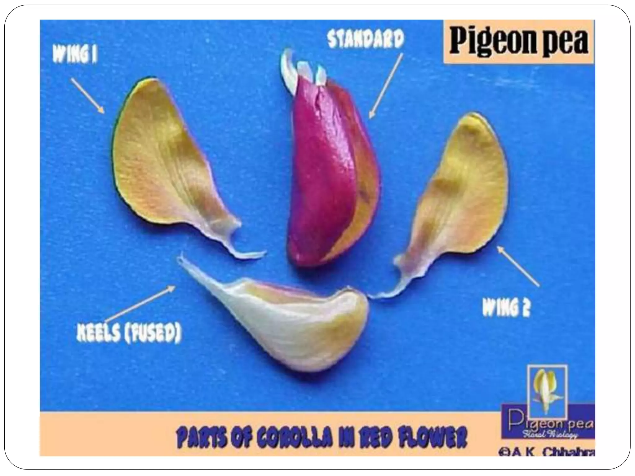 Emasculation in red gram | PPTX