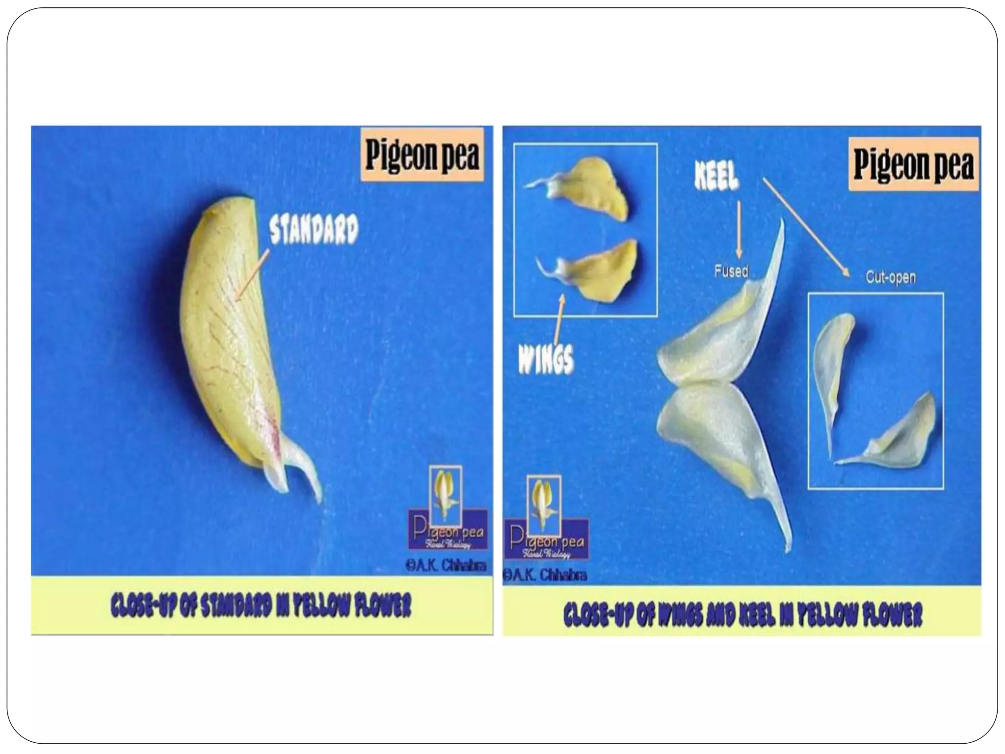 Emasculation in red gram | PPTX