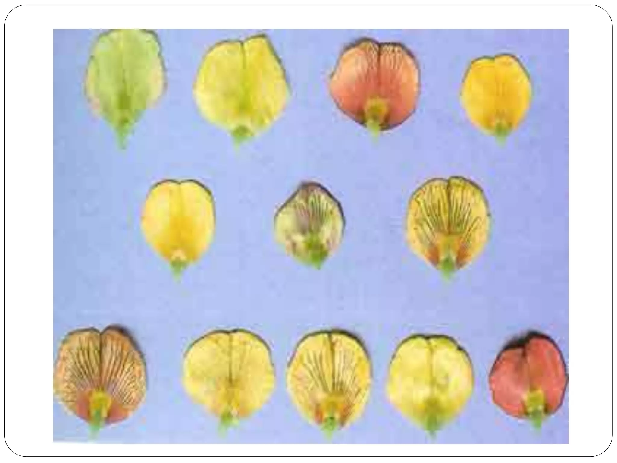 Emasculation in red gram | PPTX