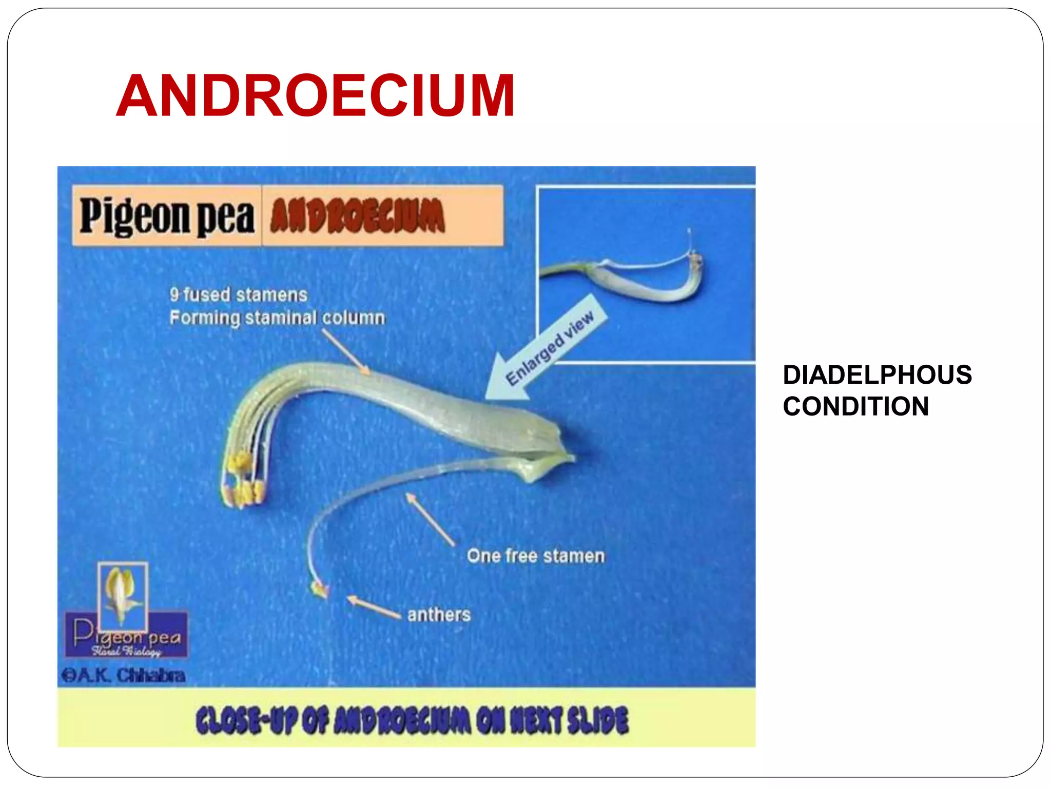 Emasculation in red gram | PPTX