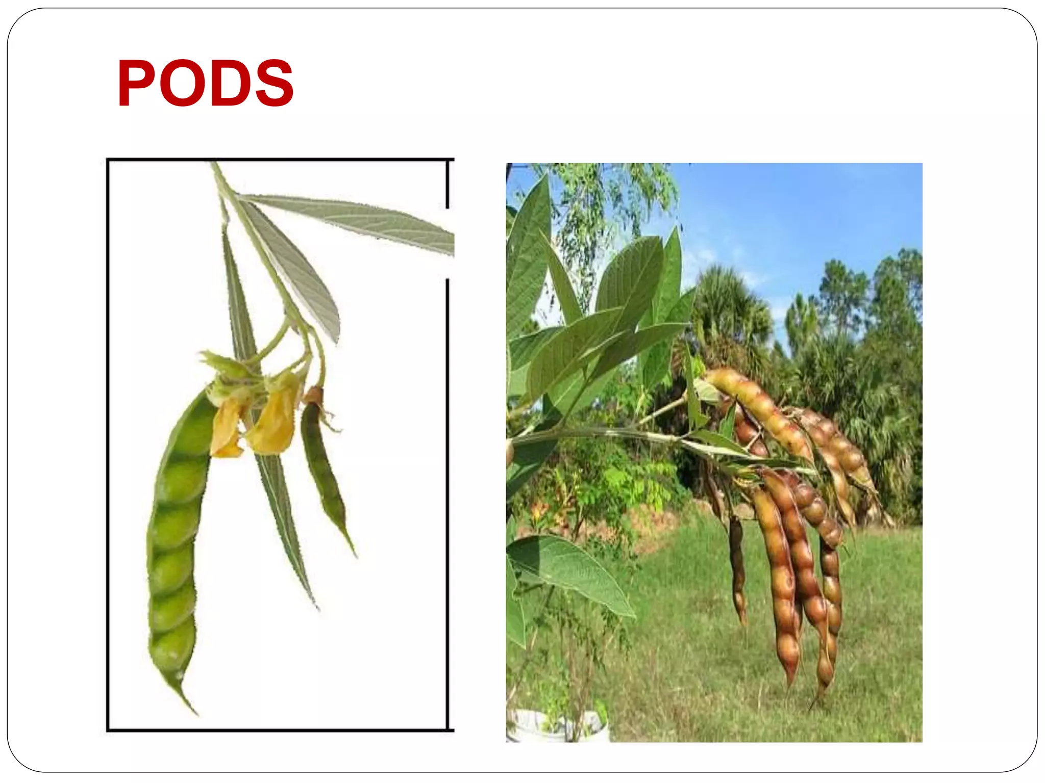 Emasculation in red gram | PPTX