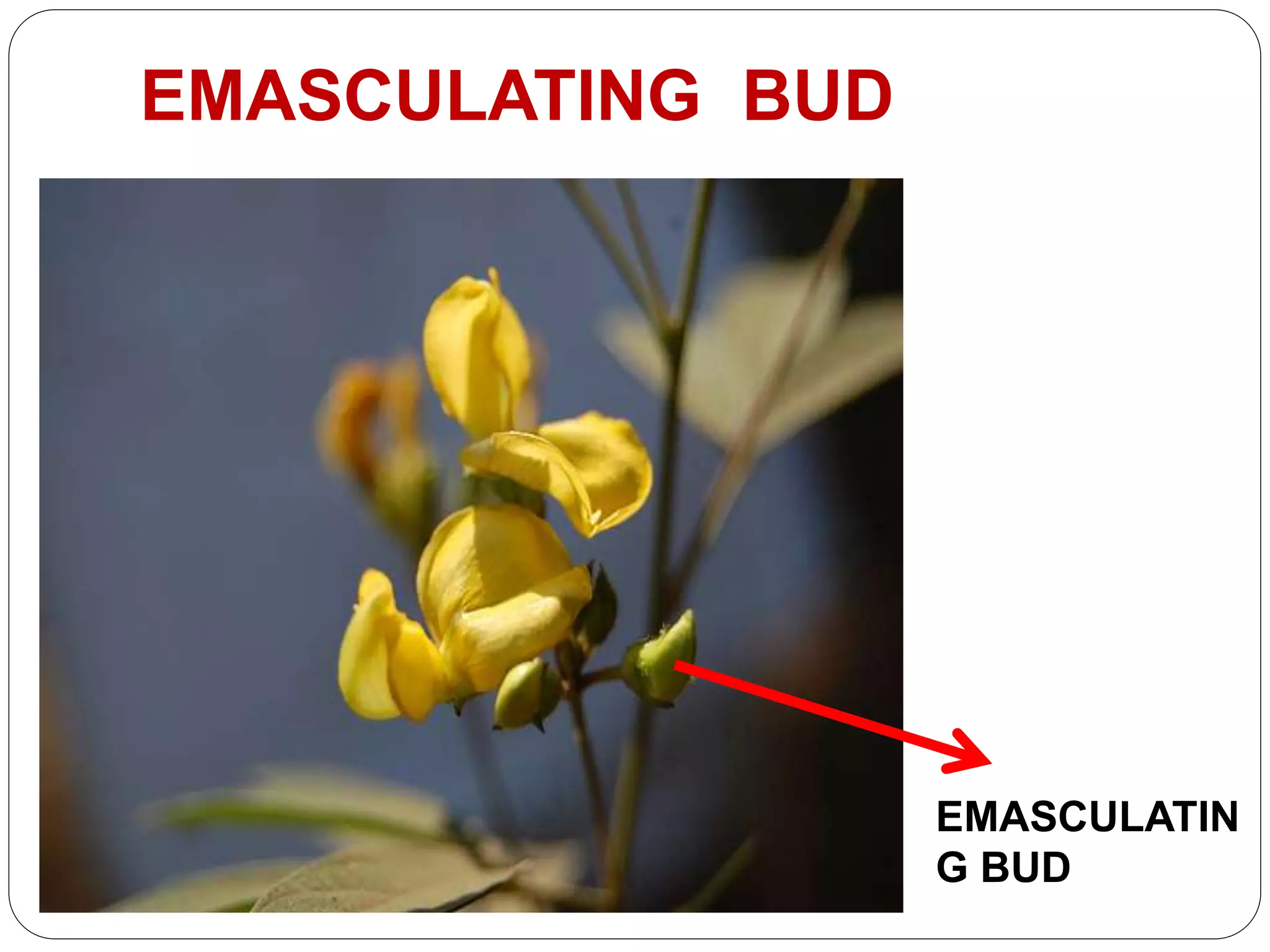 Emasculation in red gram | PPTX