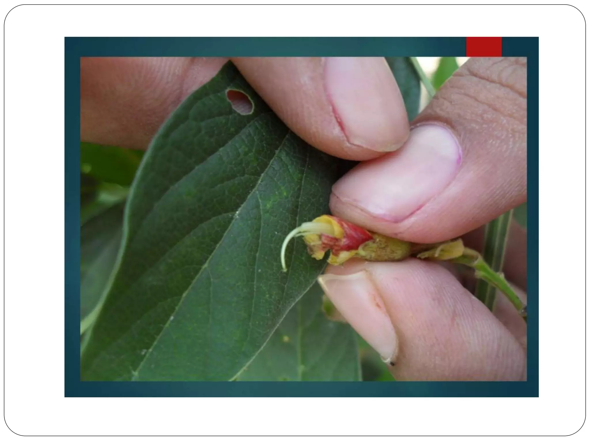 Emasculation in red gram | PPTX