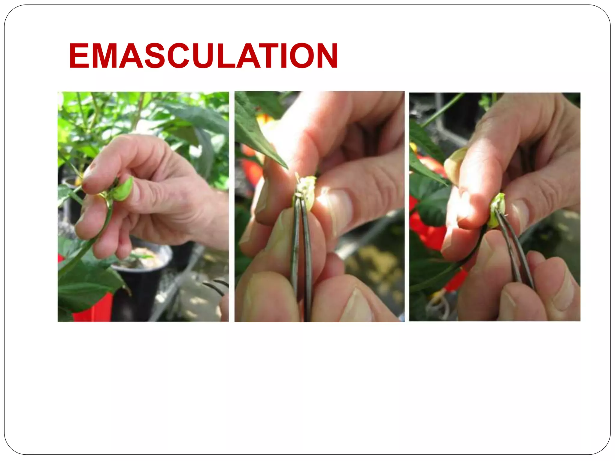 Emasculation in red gram | PPTX