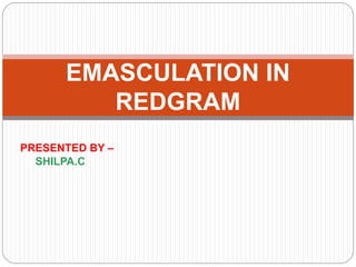 Emasculation in red gram | PPTX
