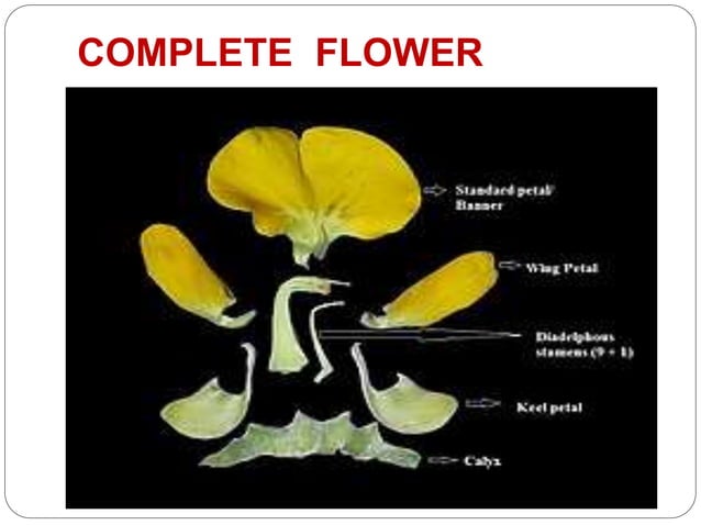 Emasculation in red gram | PPTX | Flower Shopping | Shopping