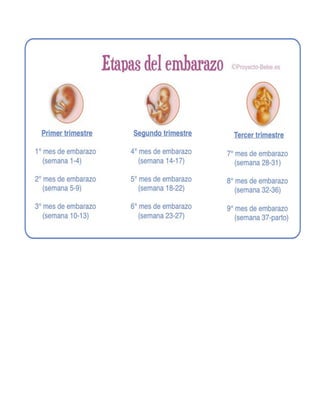 Etapas Del Embarazo | atelier-yuwa.ciao.jp