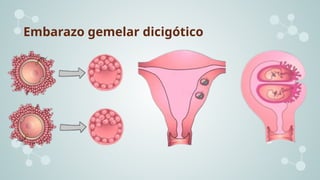 Embarazo Gemelar Embriología, desarrollo | PPTX