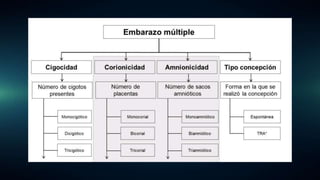 Diagrama De Embarazo De Trillizos