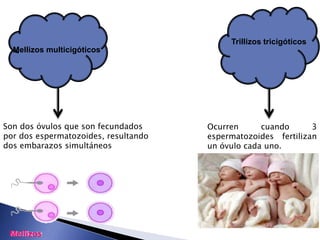 Embarazo multiple-Ronier Pérez | PPTX