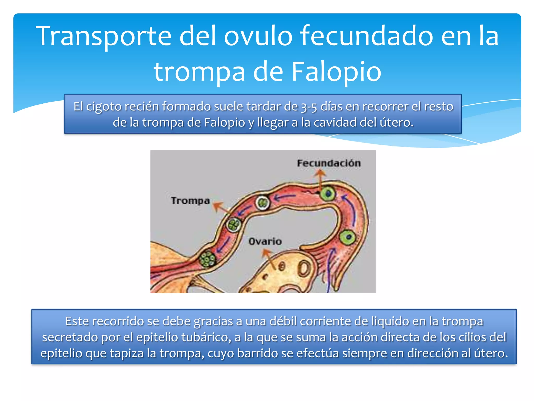 Embarazo y lactancia fisiologia | PPTX