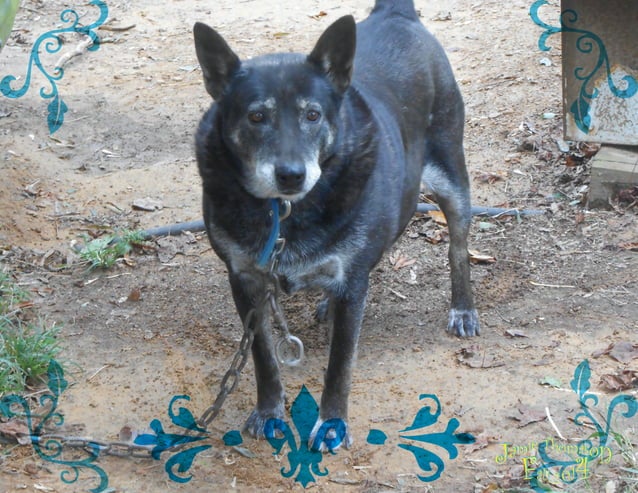 Embelishment Project | PPT