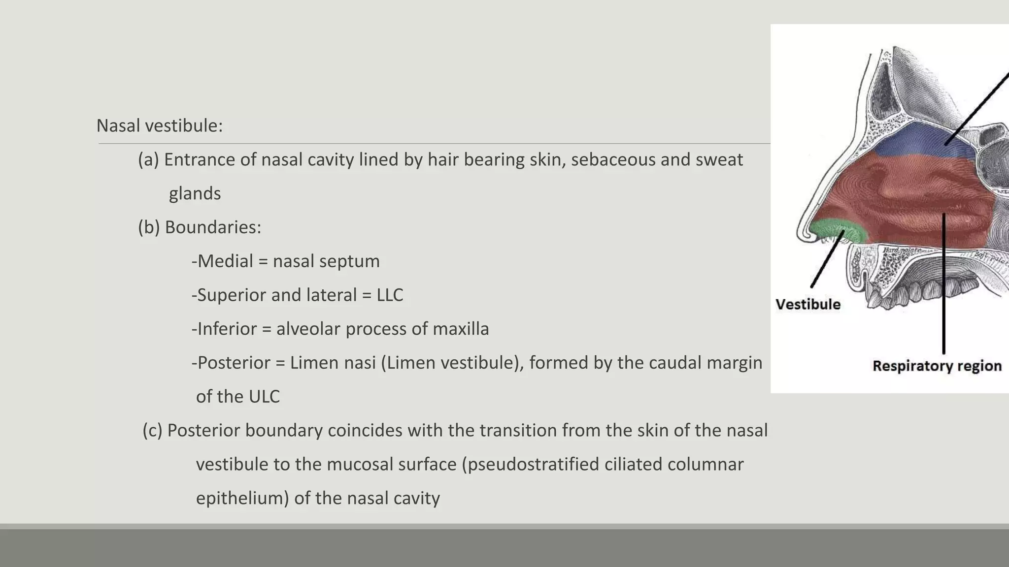 EMBERYOLOGY AND ANATOMY OF EXTERNAL NOSE.pptx